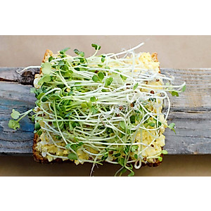 Japanese Daikon Radish