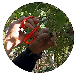 CHIKAMASA Professional Horticultural Stainless Grape Scissors 155mm B-300S (Standard Version)