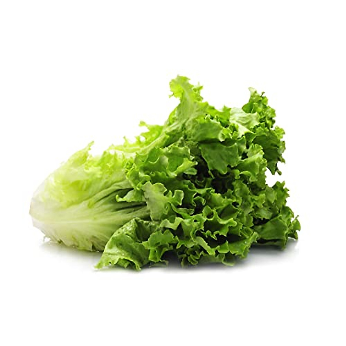 Romaine Lettuce Seeds for Hydroponics or Planting an Indoor or Outdoors Vegetable Garden Heirloom Seed Packet!