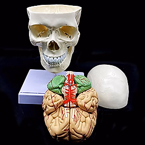 Human Skull with Brain and Cervical Vertebra Anatomical Model Life-Size Anatomy for Science Classroom Study Display Teaching Model