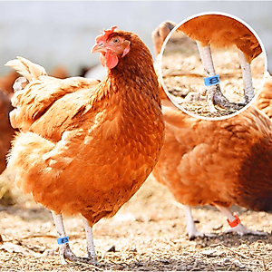 48 Pieces 16 mm Medium Chicken Leg Rings Multiple Colour Chicken Identification Leg Bands Numbered Clip on Leg Rings for Gamefowl Turkey Duck Goose Guinea Fit 1/2 to 5/8 Inch Legs