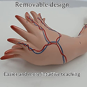 VNABO Removable Medical Model Female Reproductive System Anatomical Model Female Uterus and Ovary Structure Model Human Organ Model