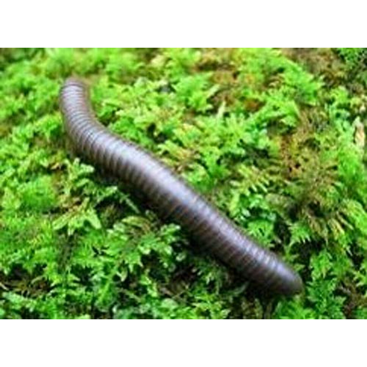 Insectsales.com Live Smoky Oak Millipede (NARCEUS GORDANUS) Educational & Fun