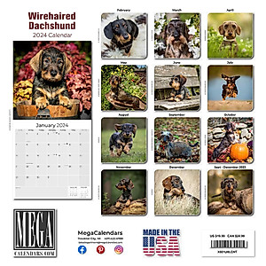 2023 2024 Wirehaired Dachshund Calendar - Dog Breed Monthly Wall Calendar - 12 x 24 Open - Thick No-Bleed Paper - Giftable - Academic Teacher's Planner Calendar Organizing & Planning - Made in USA