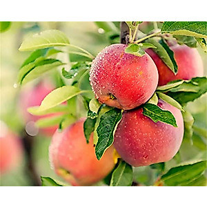 30+ Seeds Red Delicious Apple Seed Fruit Plant Garden Outdoor Rare Apple Tree Seeds