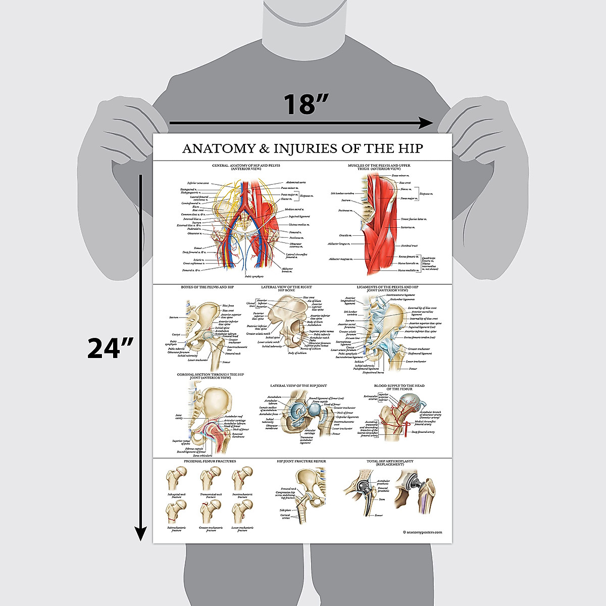 Palace Learning 2 Pack - Anatomy and Injuries of The Knee & Hip Poster Set - Anatomical Chart Set - Laminated 18" x 24"