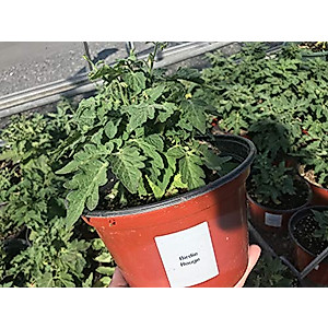 Rosy Finch Micro Dwarf Japanese Bonsai Tomato Premium Seed Packet