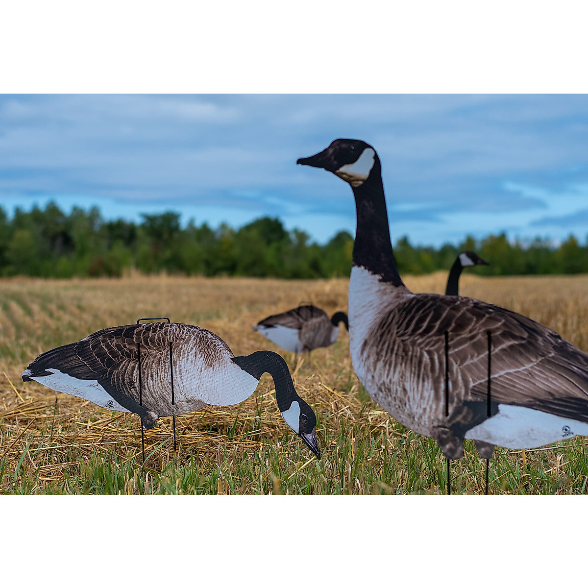 Real-Geese 1 Doz Vivid Series Silhouette Decoys