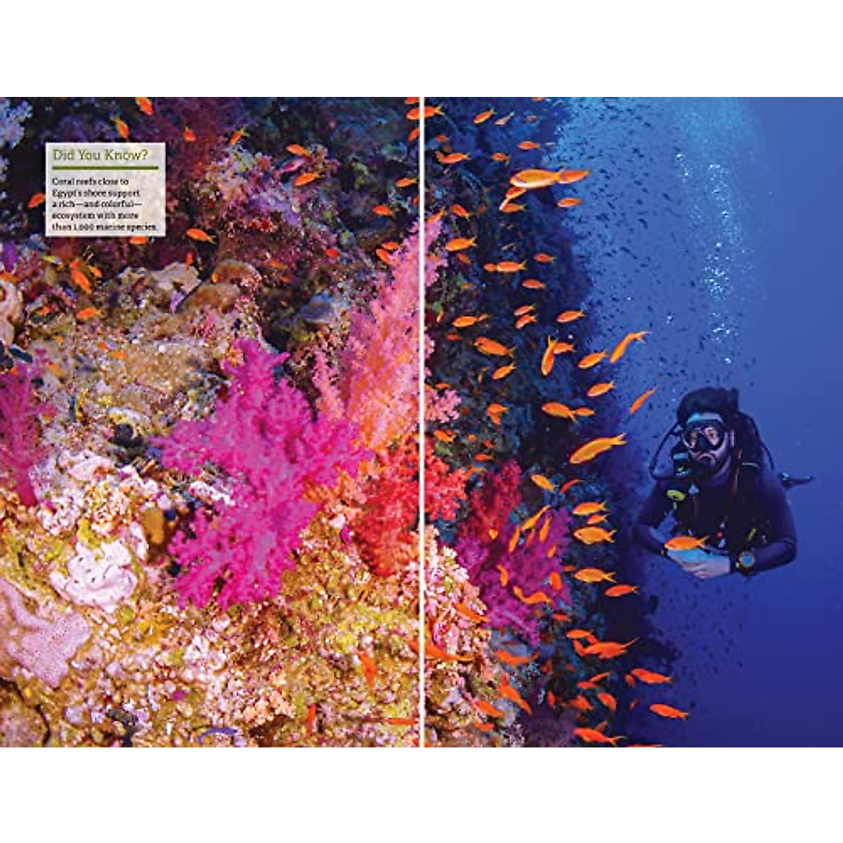 Fodor's Essential Egypt (Full-color Travel Guide)