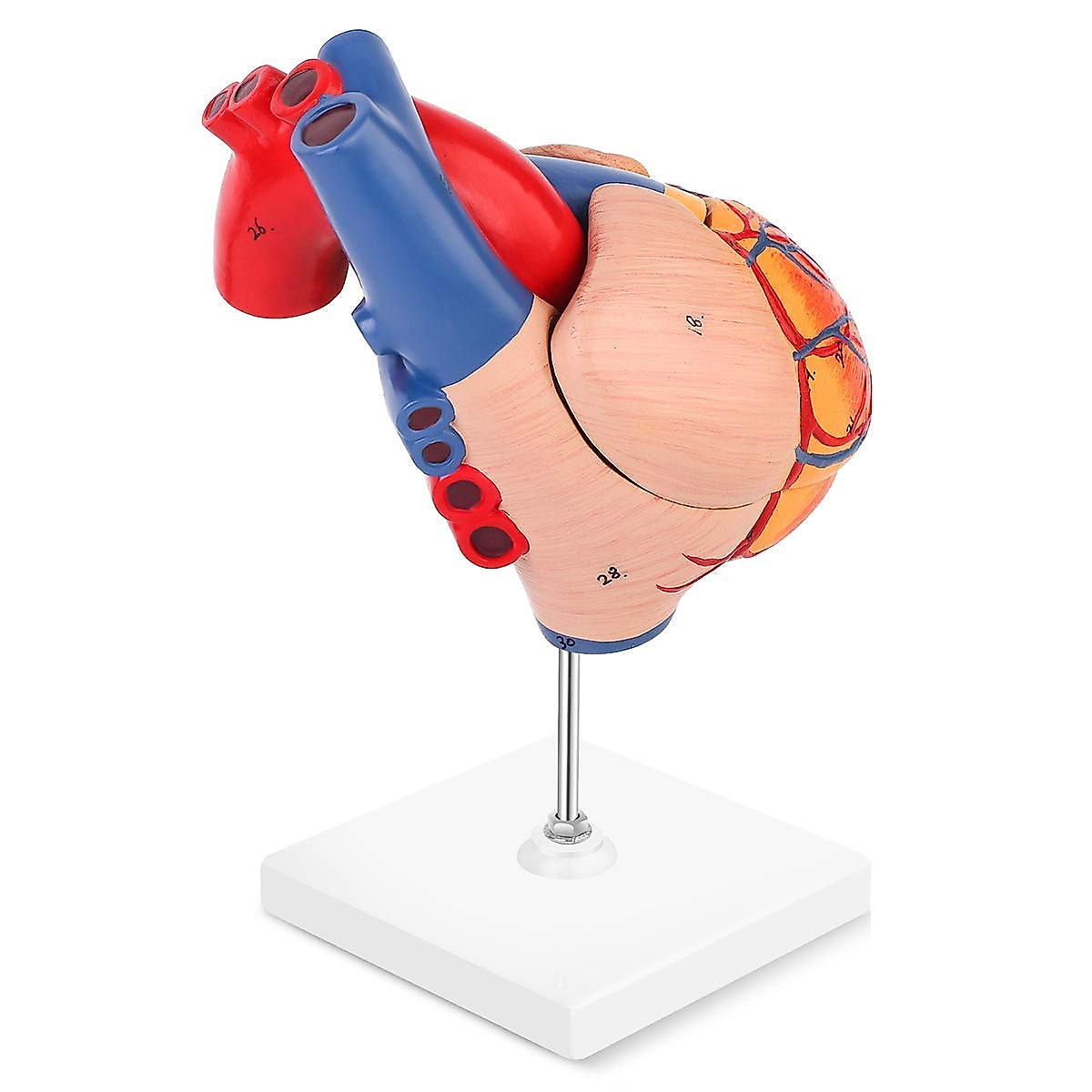 SKUMOD 1:1 Human Heart Model, 2-Part Life Size Accurate Numbered Heart Shows 48 Anatomical Internal Structures Medical Heart Model