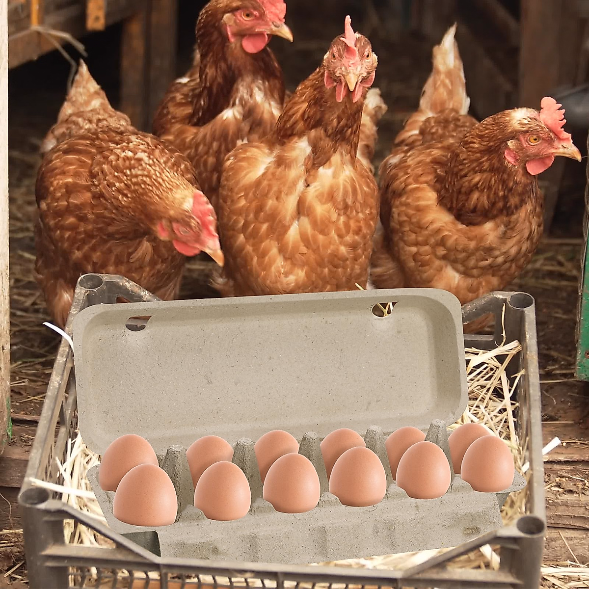 PerKoop 240 Pcs 2x6 Egg Cartons Bulk 1 Dozen Cardboard Egg Cartons Paper Pulp Egg Cartons for Farm Market Family Kitchen Storing Eggs, Chicken Eggs