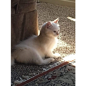 PET SUPPLEMENTS cat Immune Health - CAT Immune Support - Booster - Premium Complex - Treats - cat Skin and Coat - 2 Bottle (120 Chews)