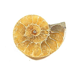 XUETZALCOATL Jananah Sudarshan Shaligram 1.5cm - 2.5cm from Kali Gandaki 1 pcs