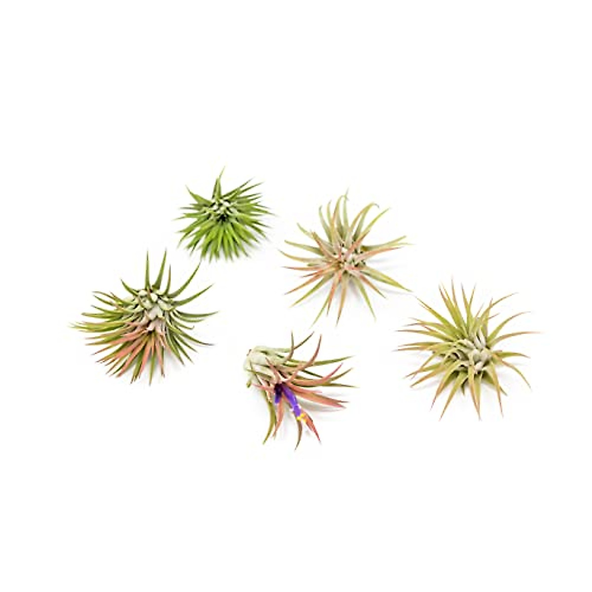 Air Plants Ionantha Mexican - Colors and Shape Varies Due to Seasonality-Live Tillandsia Succulent House Plants - Available in Wholesale and Bulk - Home and Garden Decor-Easy Care Plants (Pack of 5)