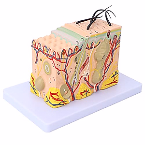 Magnified Skin Tissue Model, Magnified Anatomical Skin Model PVC for Anatomical Study for Skin Cosmetology for School Teaching
