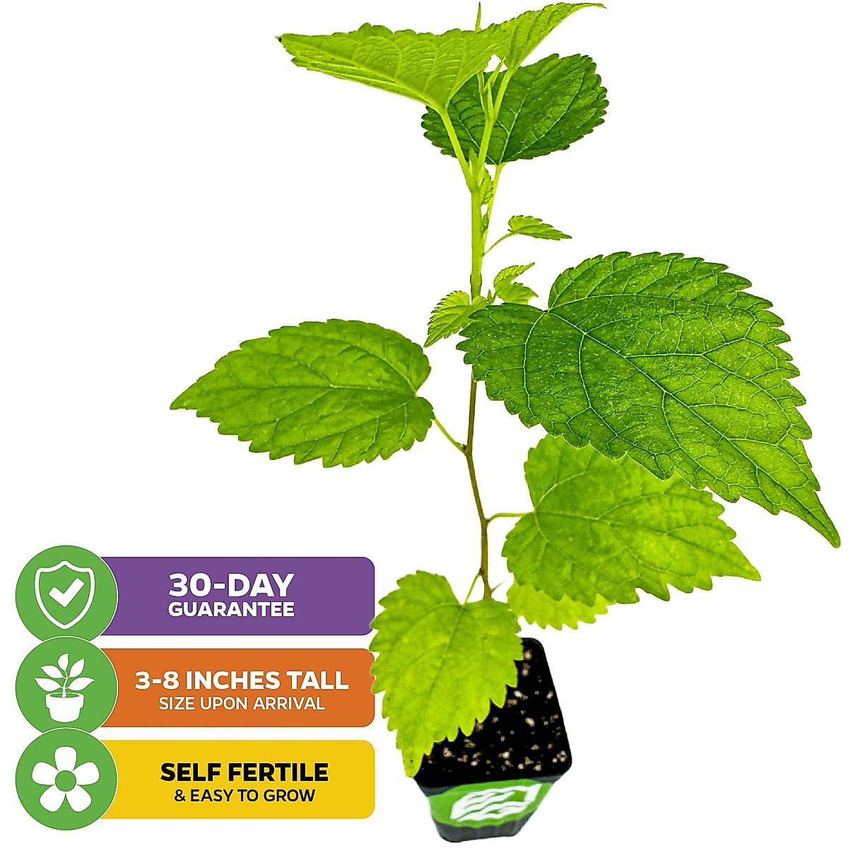 Dwarf Everbearing Black Mulberry Tree Live Plant - Morus nigra - Wellspring Gardens Premium Fruit Tress Live Plants - Great for Nature Lovers &amp; Gardeners - Perfect for Outdoor and Indoor Fruit Trees