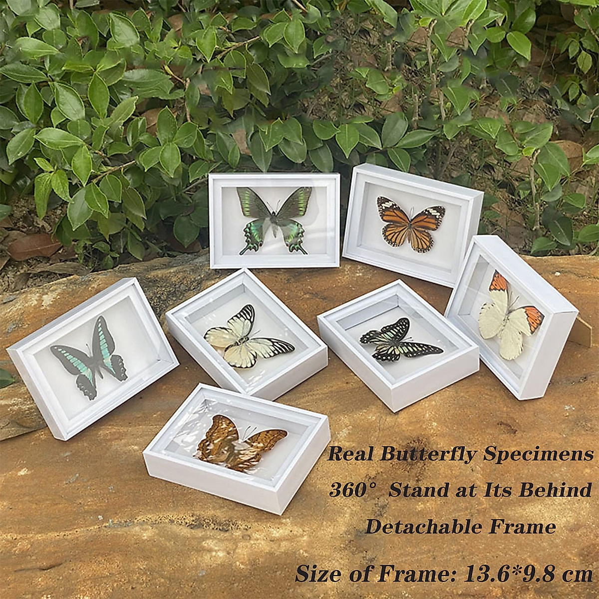CXUEMH 2 Pcs Framed Butterfly Real Butterfly Specimens Taxidermy Butterfly in Frame Insect Collection Home & Office Desktop Decor Craft Gift for Men Women (Color A)