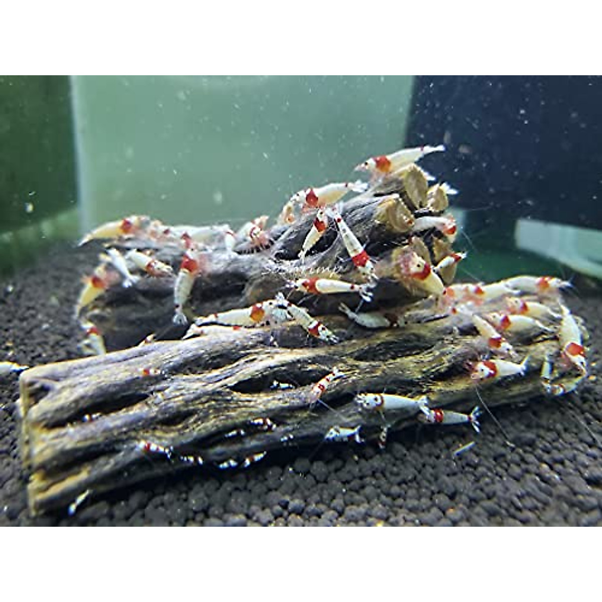 Natural Cholla Wood for Aquarium Decoration, Shrimp, Hermit Crab, Chew Toys for Small Pets (4 Inches Long(Pack of 3))