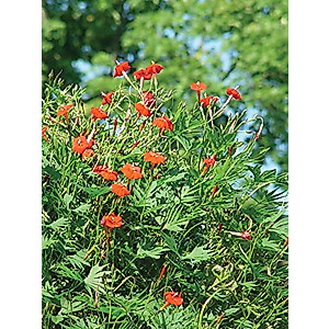 Burpee Red Cypress Vine Seeds 75 seeds