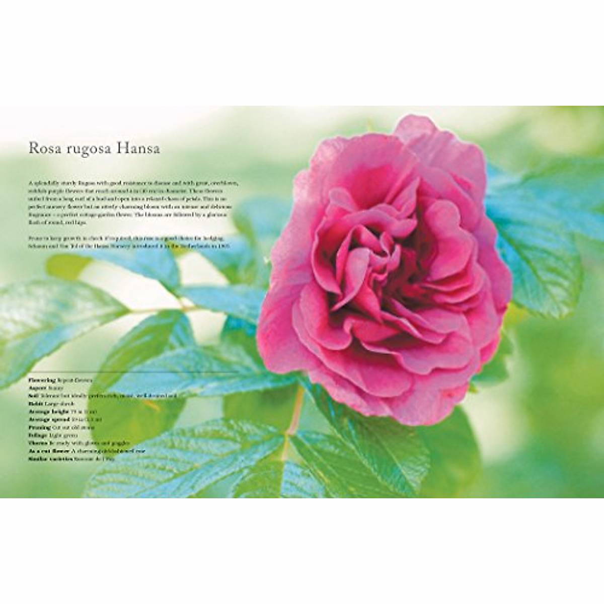 Vintage Roses: Beautiful Varieties for Home and Garden