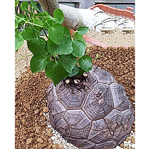 YoYoBoo DD 2016 New Available Dioscorea Elephantipes Imported Elephant's Foot Yam Seeds