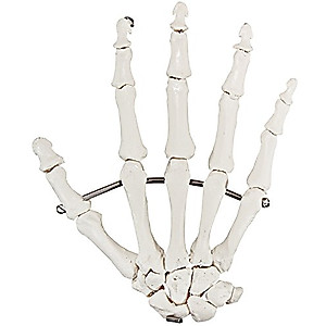 Axis Scientific Skeletal Hand | Right | Fully Articulated Flexible Hand Skeleton is Secured with Quality Wire to Demonstrate Movement | Includes Product Manual