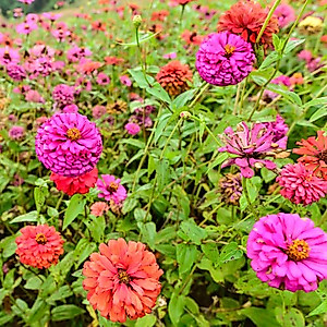 Park Seed Park's Picks Purple Zinnia Seeds, Pack of 50 Seeds