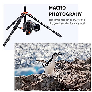 K&F Concept 67 inch Camera Tripod Horizontal Aluminum Tripods Portable Monopod with 360 Degree Ball Head Quick Release Plate for DSLR Cameras T255A4+BH-28L (TM2515T1)