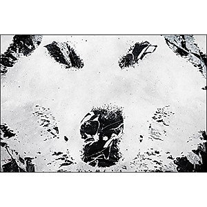 Lone Wolves Fine Art Print (Condo Size) - 42 X 28 Inches by Alex Cherry