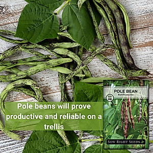 Sow Right Seeds - Rattlesnake Pole Bean Seeds for Planting - Non-GMO Heirloom Packet with Instructions to Plant an Outdoor Home Vegetable Garden - Stringless Variety - Tender with Purple Streaks (1)