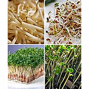Alfalfa Sprout Seed, Sprouts, Heirloom, 100 Seeds, Micro Greens