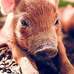 The Biggest Little Farm Blu-Ray