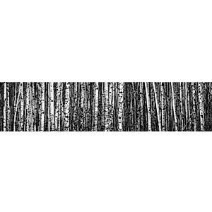 Posterazzi DPI12329534 Birch Trees Thunder Bay, Ontario, Canada Photo Print, 44 x 10, Multi