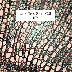 BoliOptics 25 Prepared Microscope Slides General Biology Specimen Set Plant Animal Human Anatomy Cells for Students Hobbyists Beginners Kids Homeschool, SL39901006