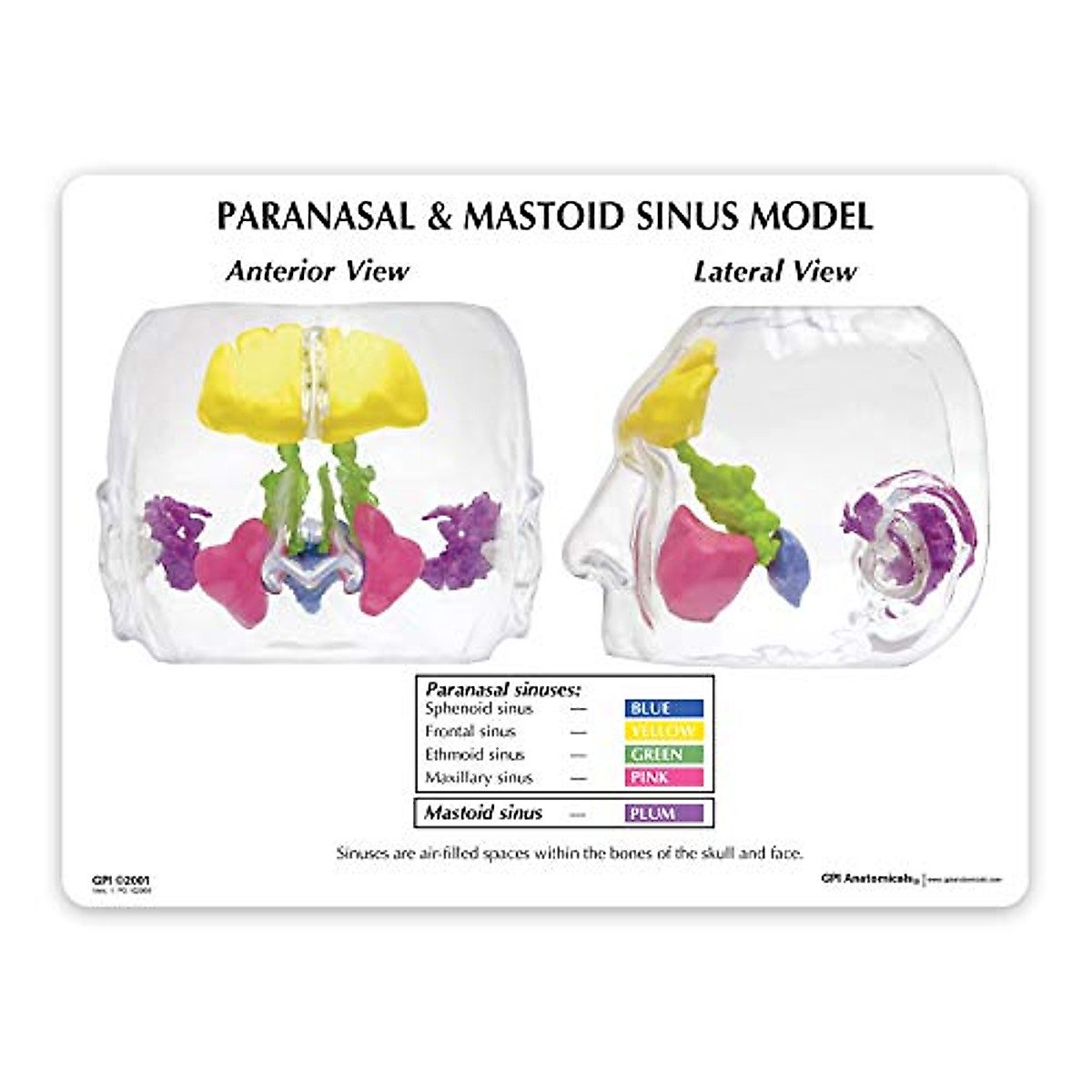 GPI Anatomicals - Clear Sinus Model | Human Body Anatomy Replica of Sinus Cavities for Doctors Office Educational Tool