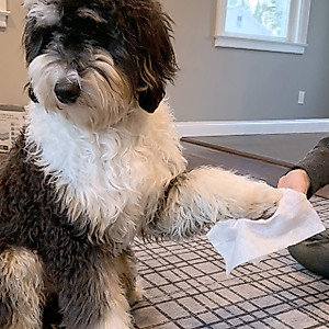 PL360 Dog Grooming Wipes for Cleansing & Deodorizing | Pet Wipes for Dogs, Cats, Puppies & Kittens | Mandarin Scent | Eco Friendly, Natural and Safe Ingredients | 80 Count