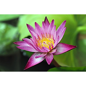 60 Pcs Mix Bonsai Bowl Lotus Seeds, Water Lilys Flower Plant, Lotus Seeds for Planting Water Features Seeds Non-GMO Fresh Garden Seeds