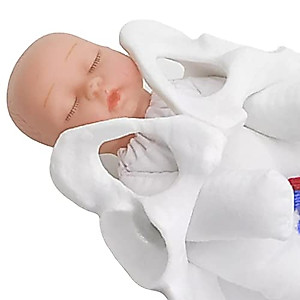 AMLESO Human Female Pelvis Model Childbirth, Mini Female Pelvis