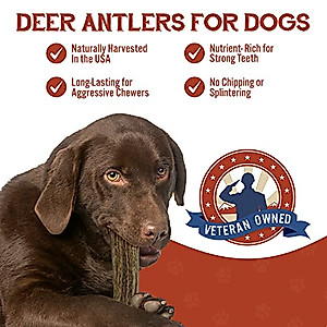 Deer Antlers for Dogs - Grade A, Naturally Shed Antlers | Long Lasting Dog Bones for Aggressive Chewers & Teething Puppies | Chew Toys for All Breeds | USA Made & Veteran Owned (Large: 6-8", 1-Pack)