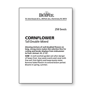 Burpee Tall Double Mixed Colors Cornflower Seeds 250 seeds