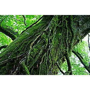 SONY 55mm F1.8 Sonnar T FE ZA Full Frame Lens - Fixed (Renewed)