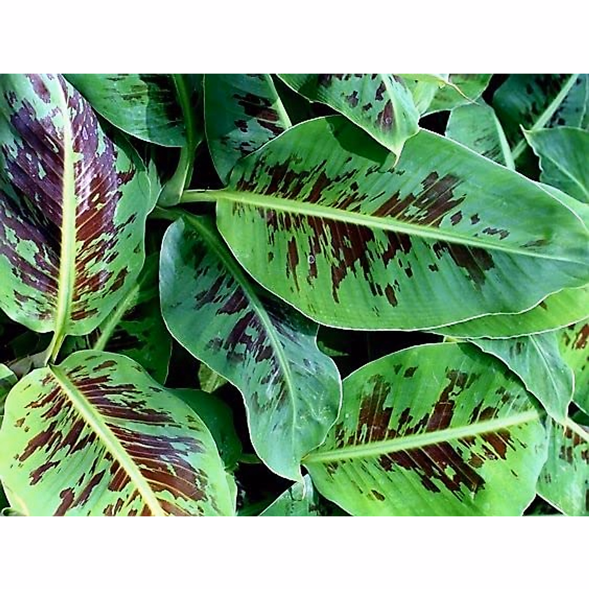 1 Starter Plant of Dwarf Cavendish Banana Tree