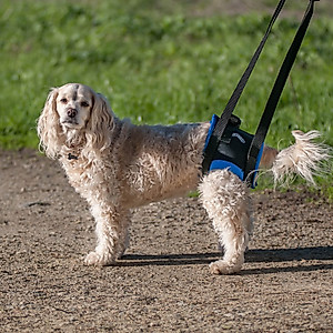Walkabout Back End Harness, Dog and Cat Lifting Aid for Pets Needing Assistance with Walking/Mobility - A Dog Support Harness for Back Legs (XLarge 32-36" Abdomen)