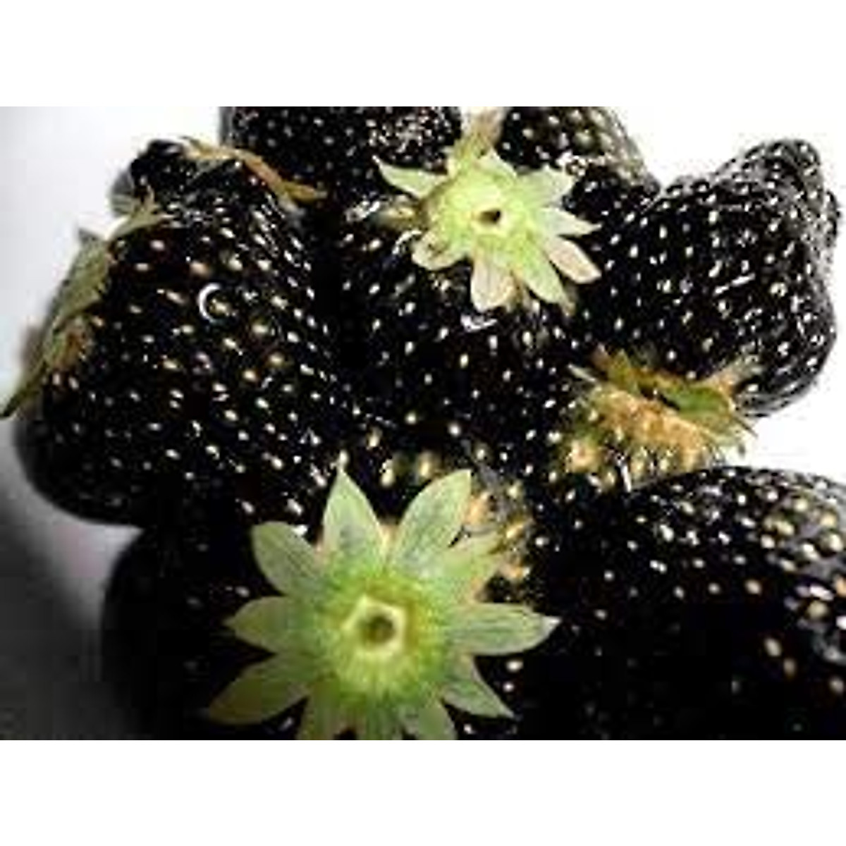 MITRAEE 100 Strawberry Fruits Seeds Black.