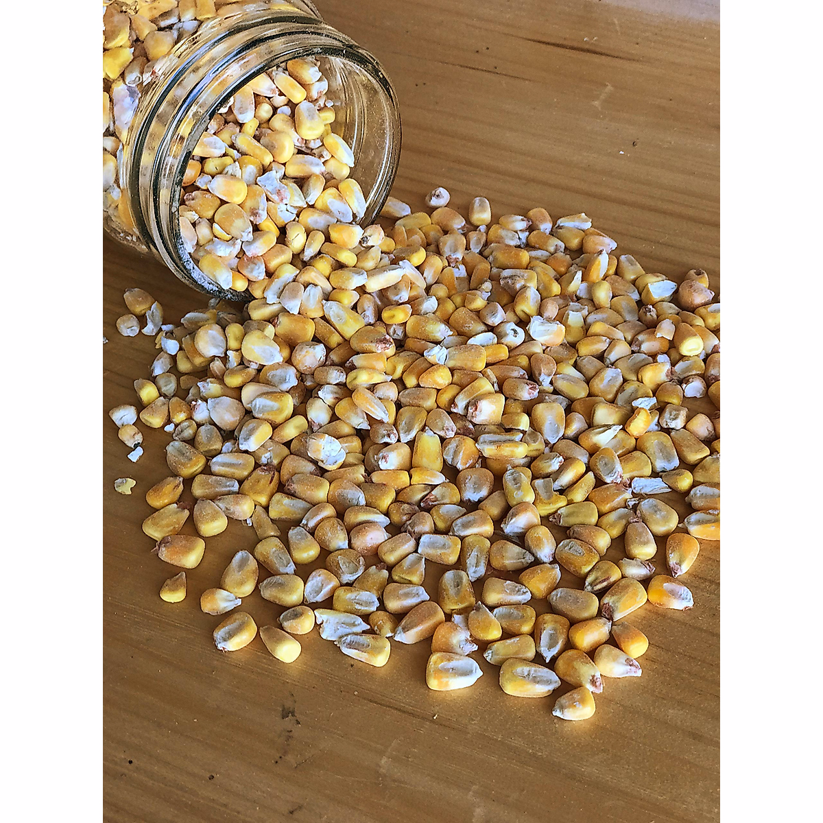Homestead Harvest Ernst Grain Whole Corn – Perfect Feed for Deer, Squirrels, Chickens, Ducks, Rabbits, Geese, and More! (50 lb)
