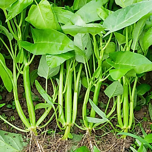 500+ Kong Xin CAI Vegetable Seeds Water Spinach Kangkong Delicious Vegetable Seeds for Green Leaf Planting Garden Non-GMO Choy Ong Seed