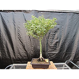 39 Year Old Japanese Butterfly Maple Specimen Bonsai Tree