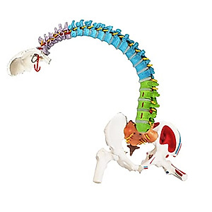 Vision Scientific VAV245 Flexible Spinal Column | 5 Color-Coded | Muscle W Occipital Bone | Sacrum, Coccyx, 24 Vertebrae, Soft Disc | Pelvic Bones & Femur Heads, Arteries, Nerve Endings | W Manual