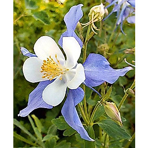 200+ Columbine McKana Giants Flower Seeds, Perennial, Aquilegia caerulea, Colorful, Attracts Bees and Hummingbirds! from USA