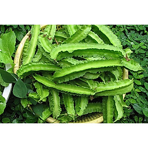 20+ Winged Bean Seeds Dragon Goa Asparagus Sigarilyas Chathura Payar Non GMO Heirloom
